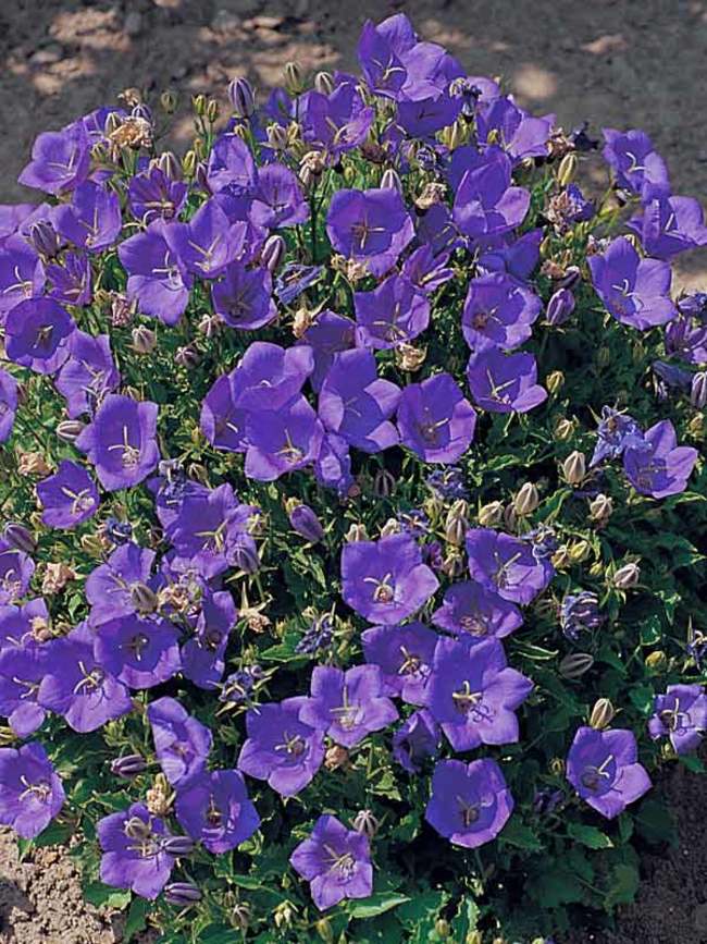 Bellflower 'Deep Blue Clips' 1Qt | 615 Nursery and Garden Center
