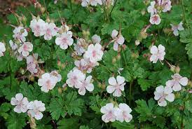 Geranium 'Biokovo' Qt | 615 Nursery and Garden Center