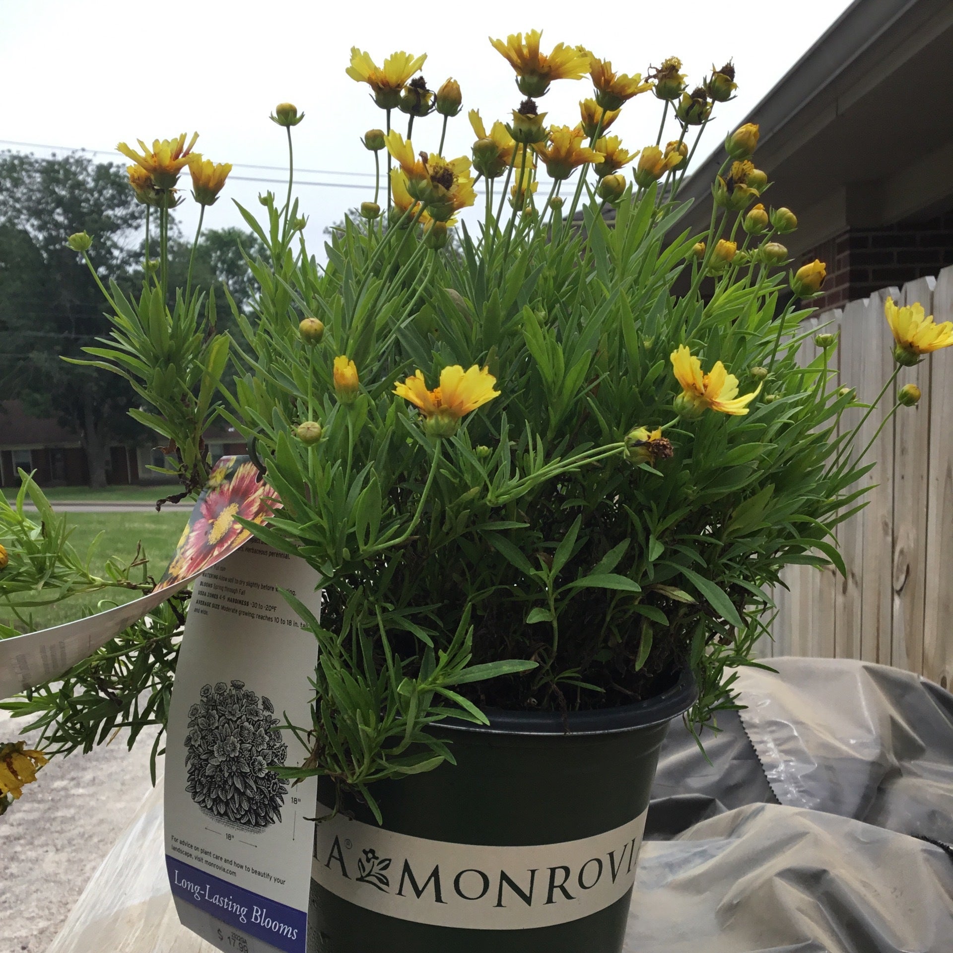 Coreopsis Sunset Burst Tickseed #1 | 615 Nursery and Garden Center