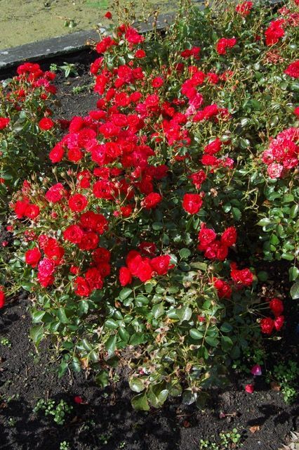 Grace N' Grit™ Red Shrub Rose #2 | 615 Nursery and Garden Center