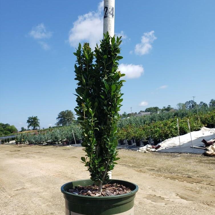 Ruby Colonade Holly #2 | 615 Nursery and Garden Center
