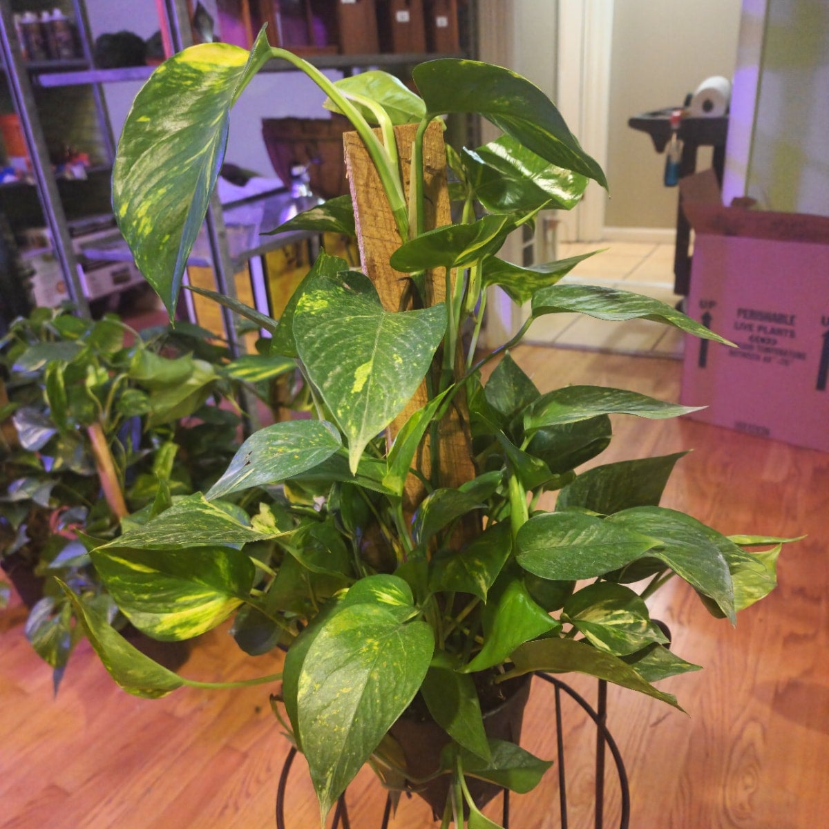 Golden Pothos / Devil's Ivy Totem (Epipremnum aureum) - 6 Golden Pothos / Devil's Ivy Totem (Epipremnum aureum) - 6