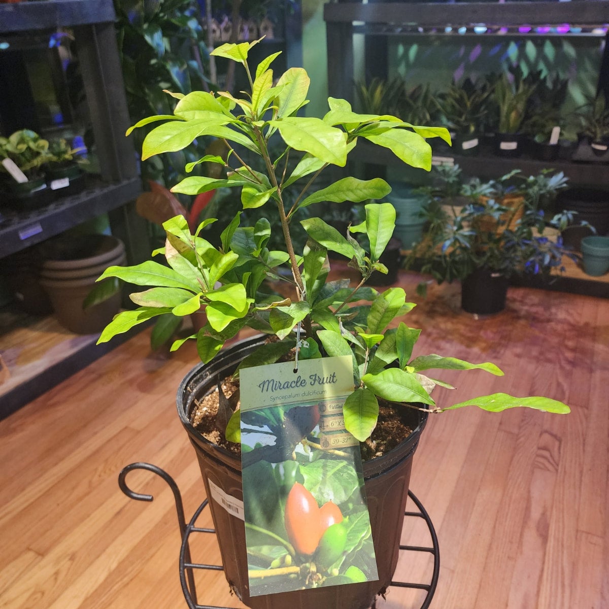 Miracle Fruit Plant / Miracle Berry Plant (Synsepalum Dulcificum) - 10 ...