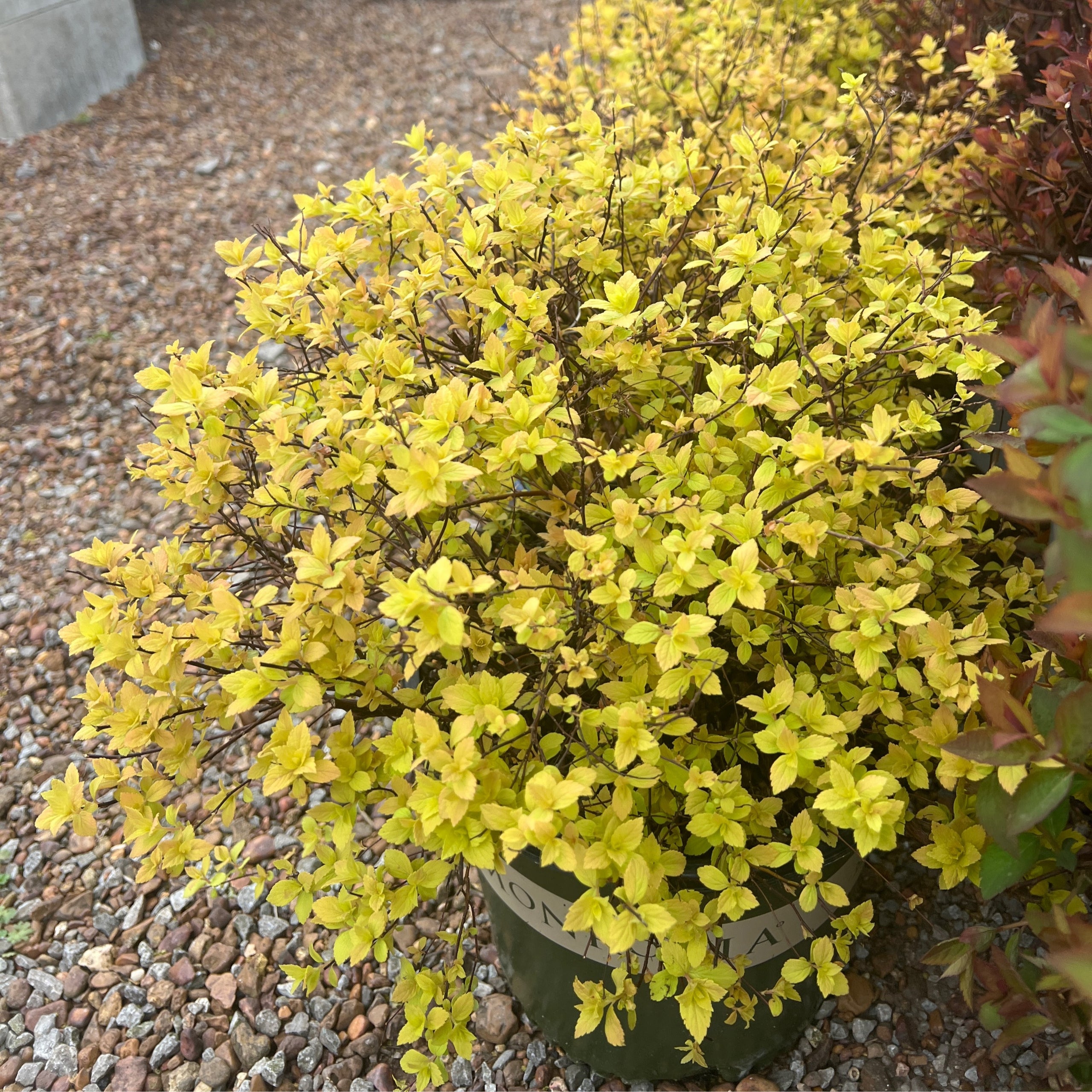 Spirea, Lil' sizzle (spiraea japonica) #2 | 615 Nursery and Garden Center